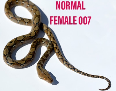 Normal Reticulated Python by WildFire Retics