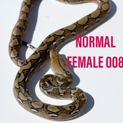 Normal Reticulated Python by WildFire Retics