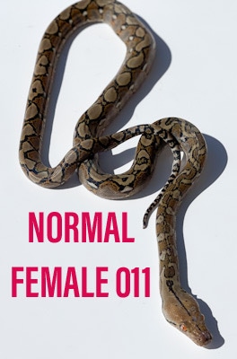 Normal Reticulated Python by WildFire Retics