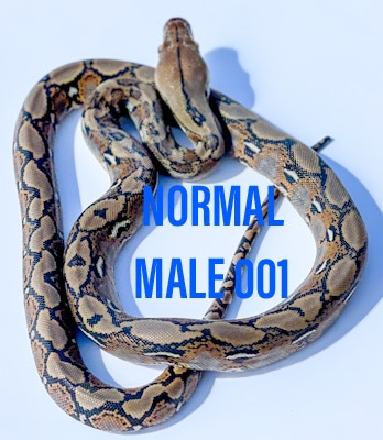 Normal Reticulated Python by WildFire Retics