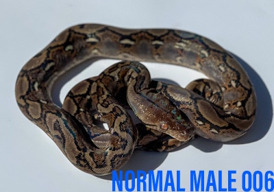 Phantom DH Anthrax Genetic Stripe PH Renick Ghost Reticulated Python by ...