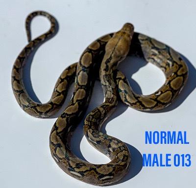 Normal Reticulated Python by WildFire Retics