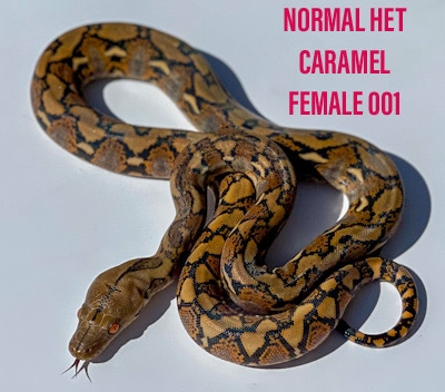 Normal Het Caramel Reticulated Python by WildFire Retics