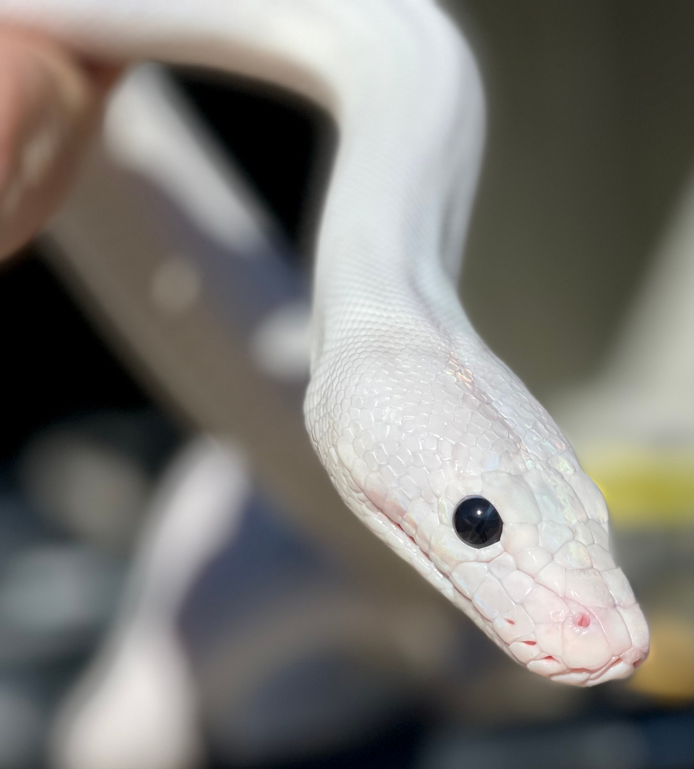 Black Eyed Leucistic Reticulated Python by WildFire Retics - MorphMarket