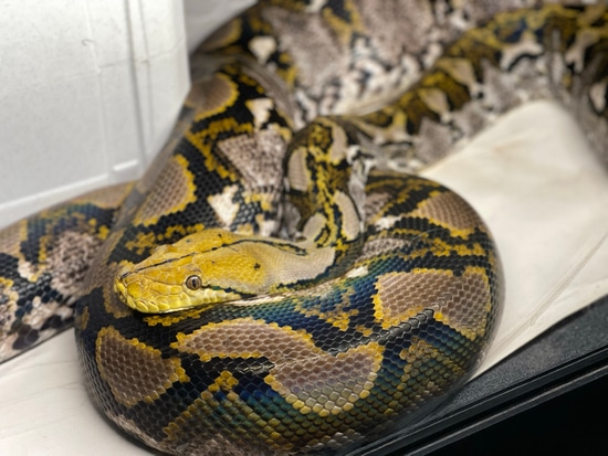 Bali Yellowhead Reticulated Python by WildFire Retics