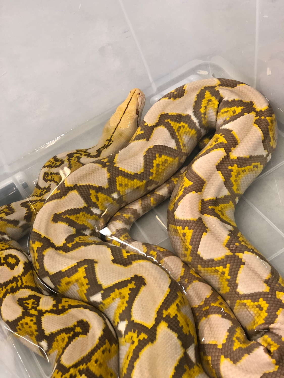 Mochino Reticulated Python by WildFire Retics - MorphMarket