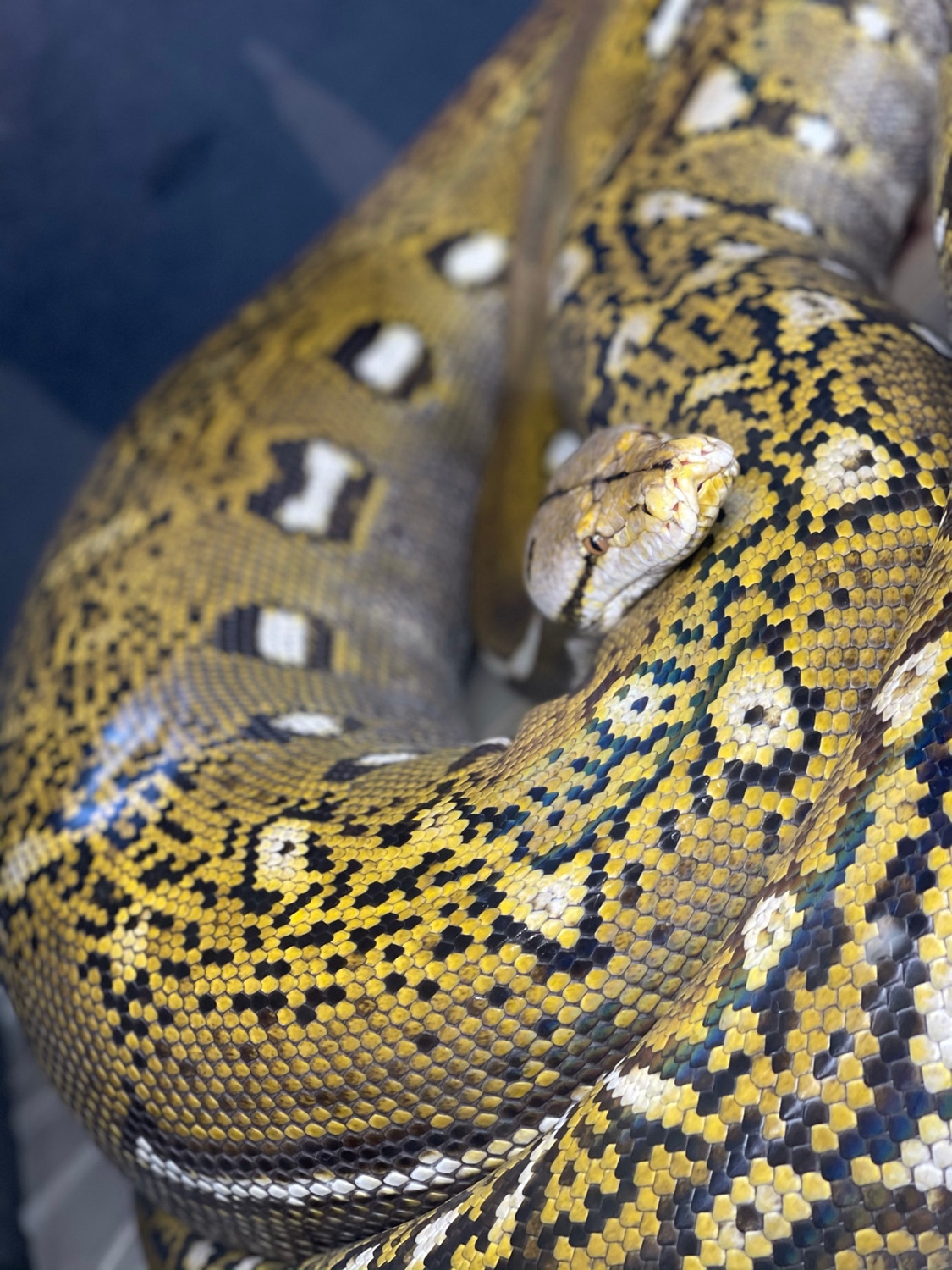 Phantom DH Anthrax Genetic Stripe PH Renick Ghost Reticulated Python by ...