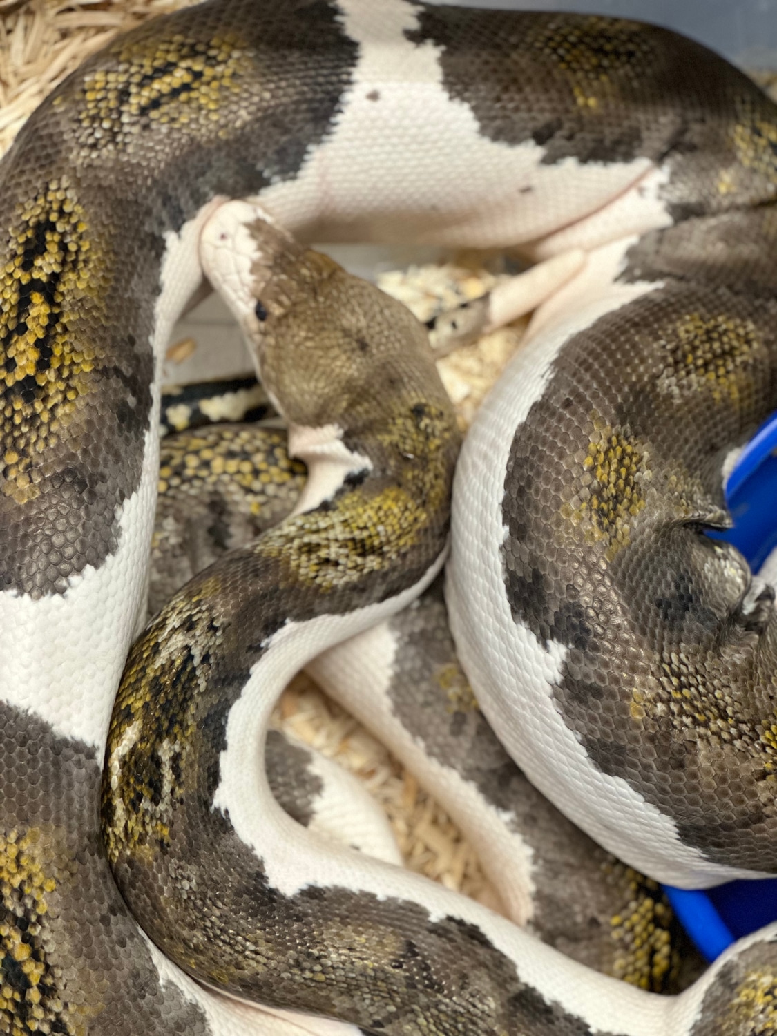 Platinum Pied Tiger Het Albino Reticulated Python by WildFire Retics ...