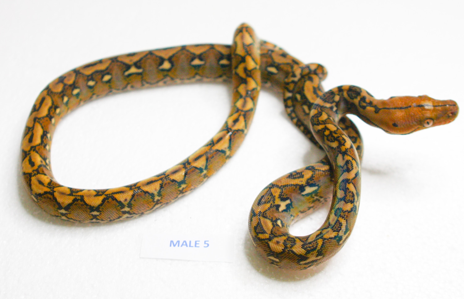 Sulawesi Reticulated Python by WildFire Retics - MorphMarket