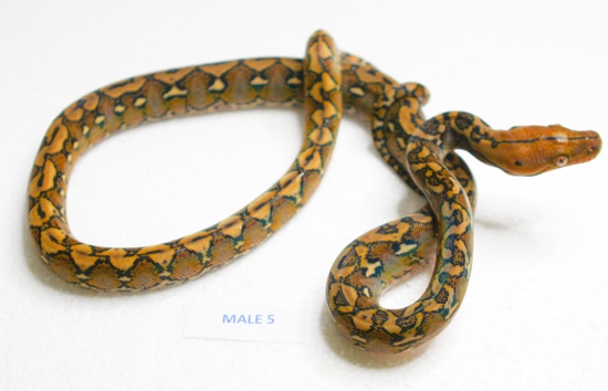 Sulawesi Reticulated Python by WildFire Retics