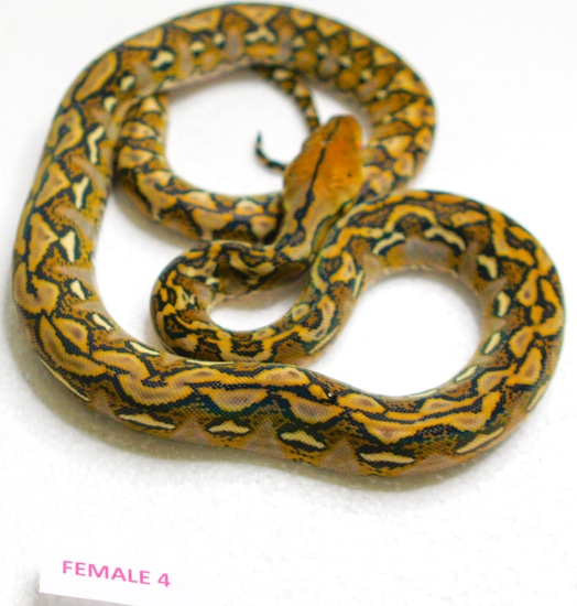 Sulawesi Reticulated Python by WildFire Retics