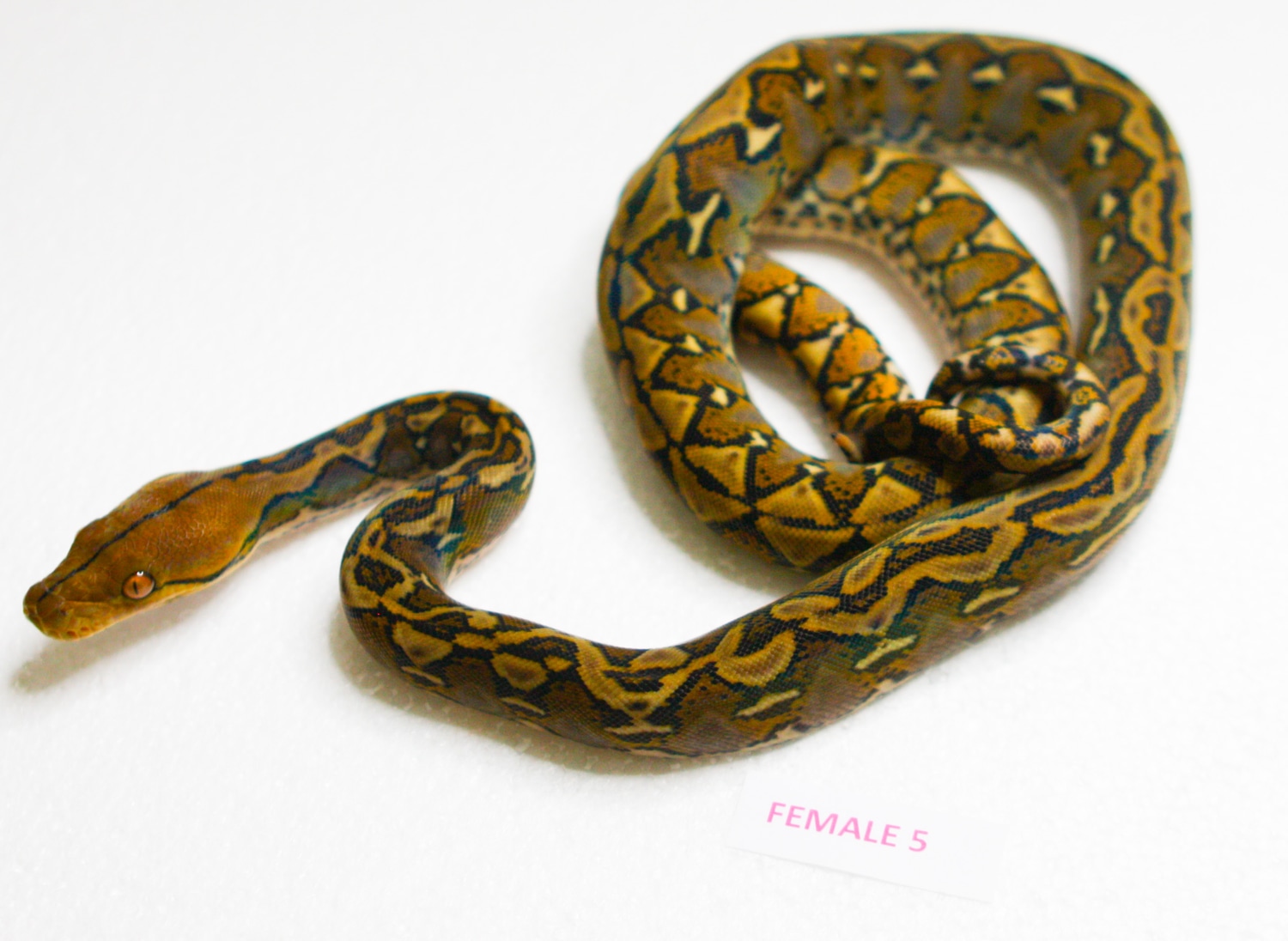 Sulawesi Reticulated Python by WildFire Retics - MorphMarket