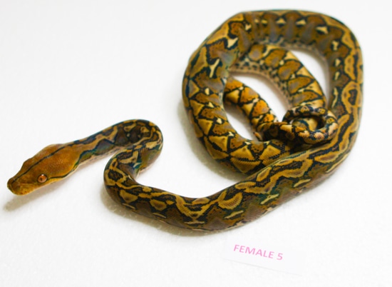Sulawesi Reticulated Python by WildFire Retics