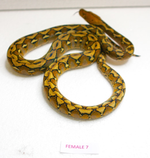 Sulawesi Reticulated Python by WildFire Retics