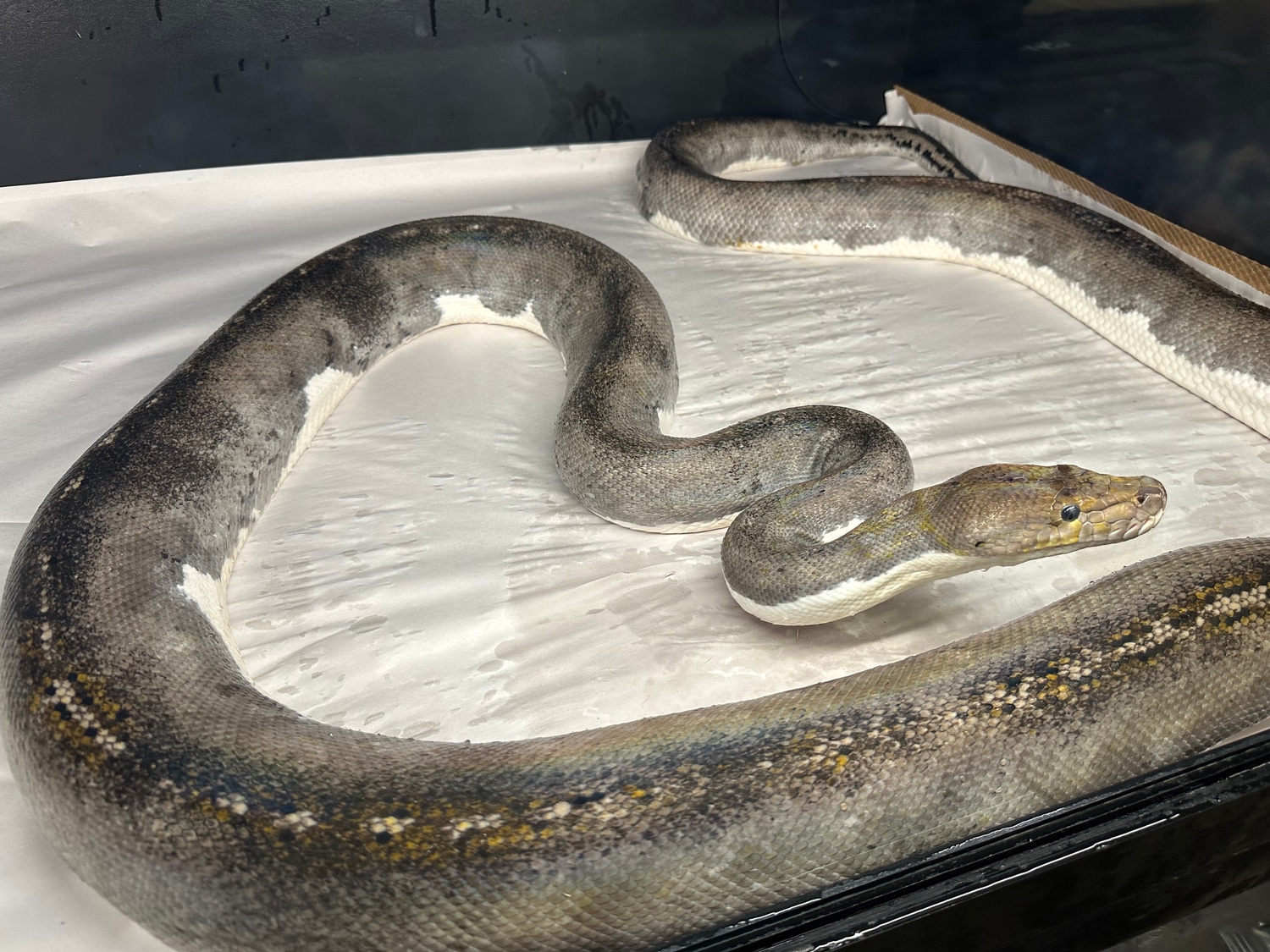 Pied Reticulated Python by WildFire Retics - MorphMarket