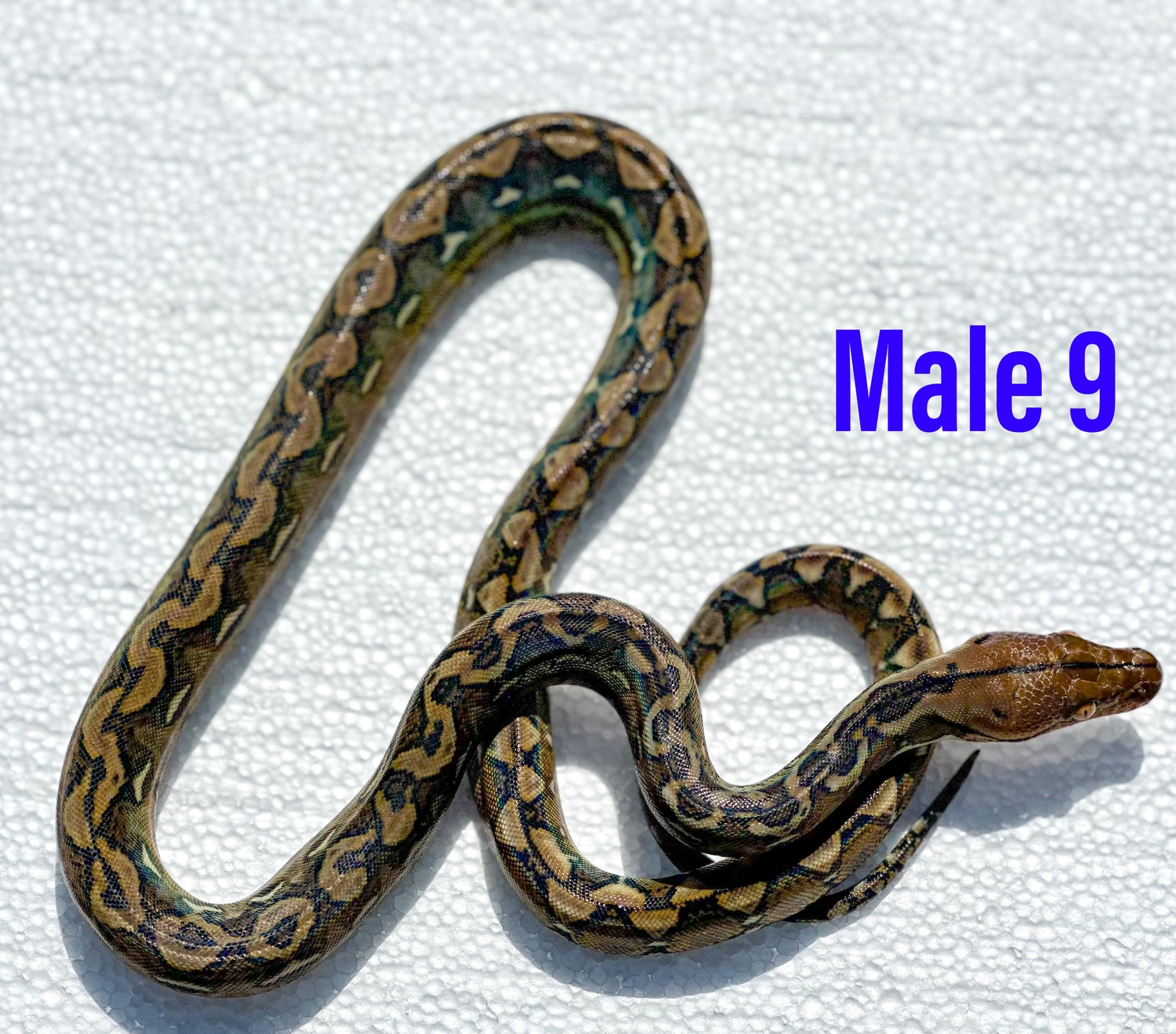 Sulawesi Reticulated Python by WildFire Retics - MorphMarket