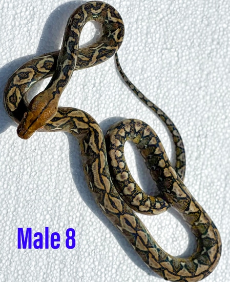 Sulawesi Reticulated Python by WildFire Retics