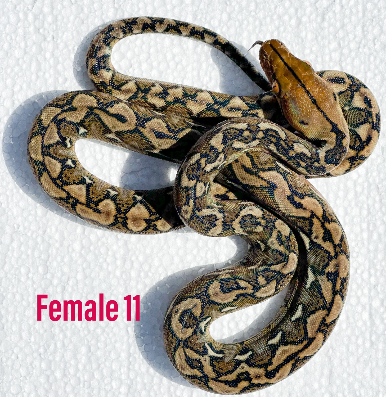 Sulawesi Reticulated Python by WildFire Retics - MorphMarket