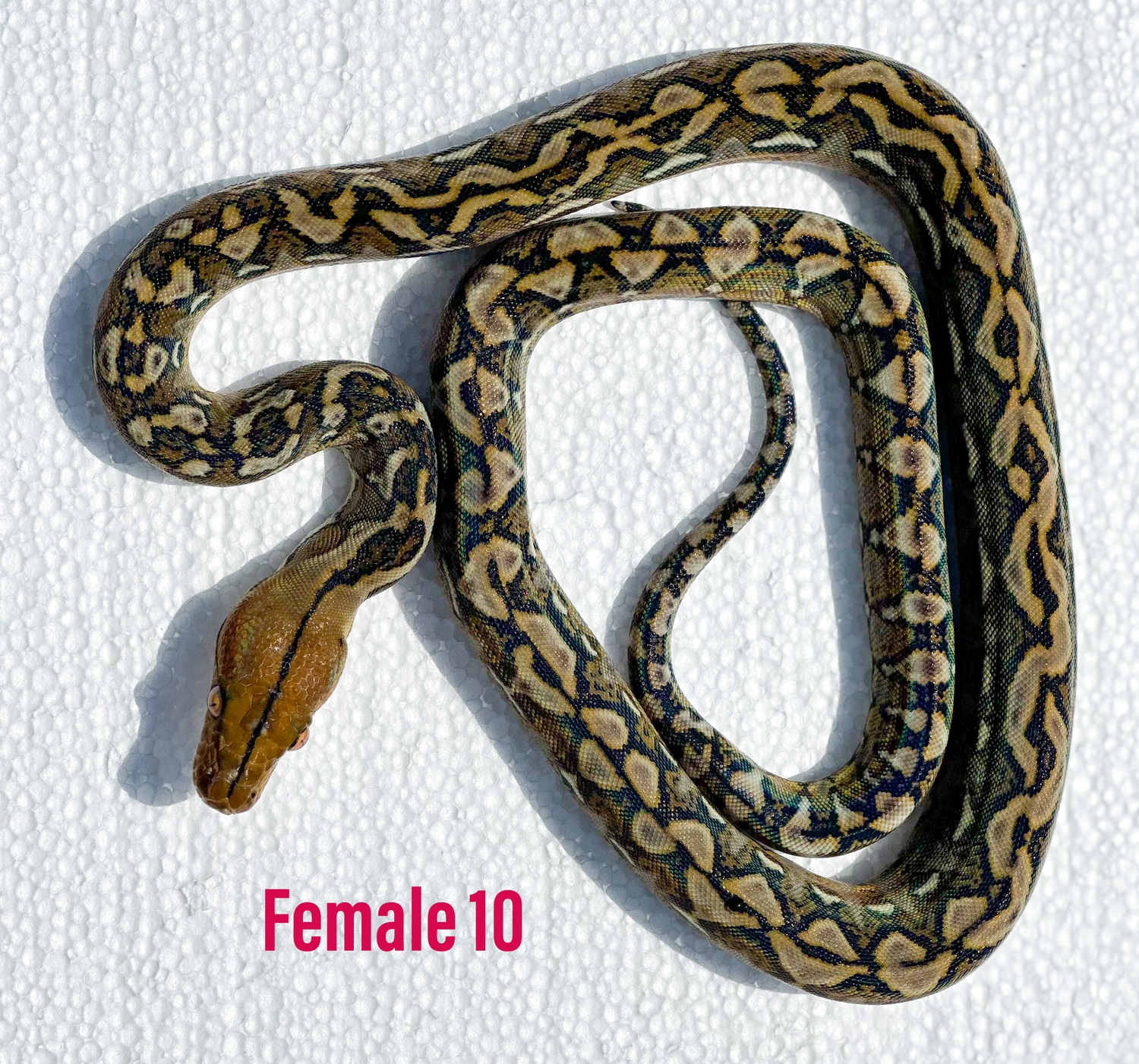 Sulawesi Reticulated Python by WildFire Retics - MorphMarket