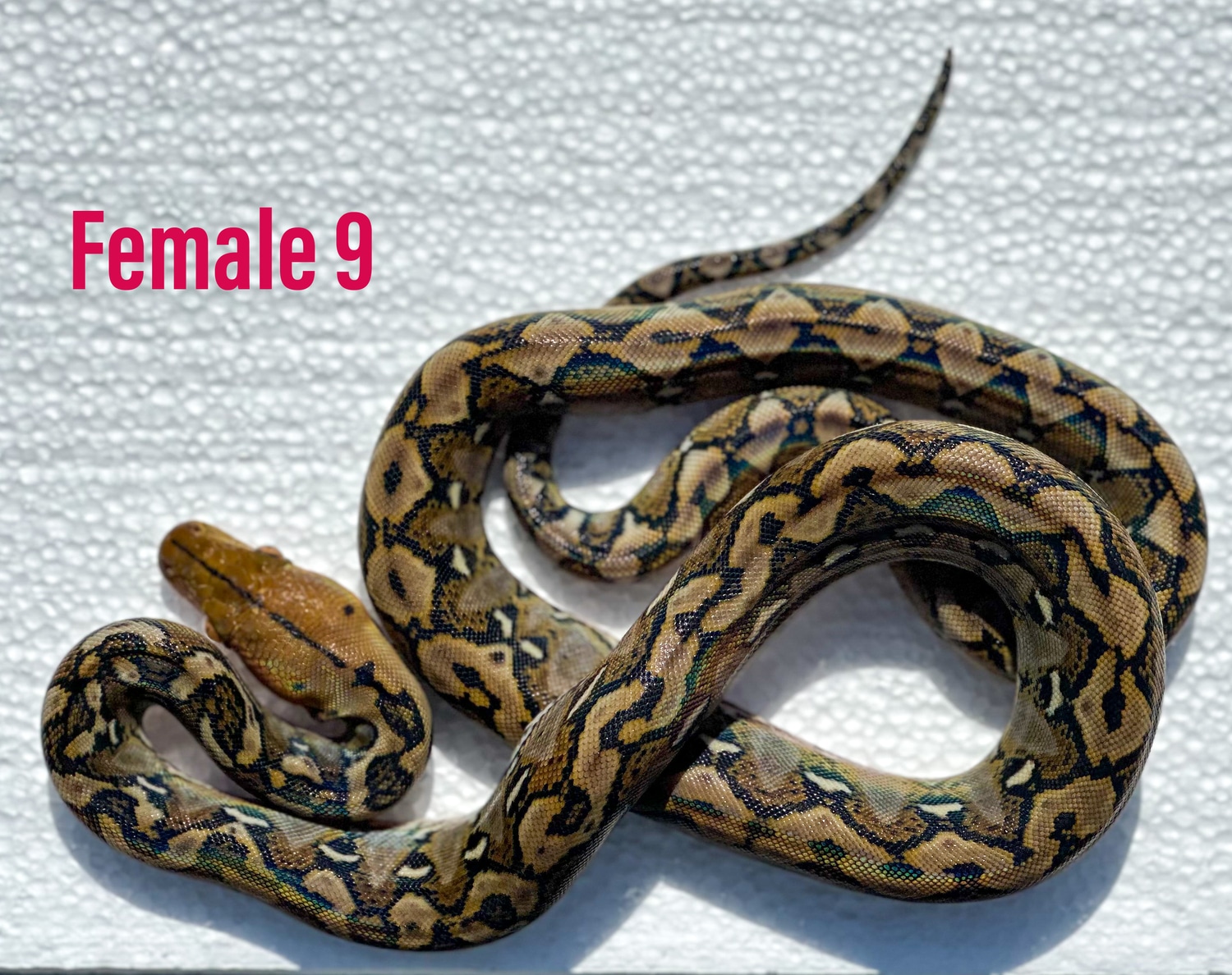 Sulawesi Reticulated Python by WildFire Retics - MorphMarket