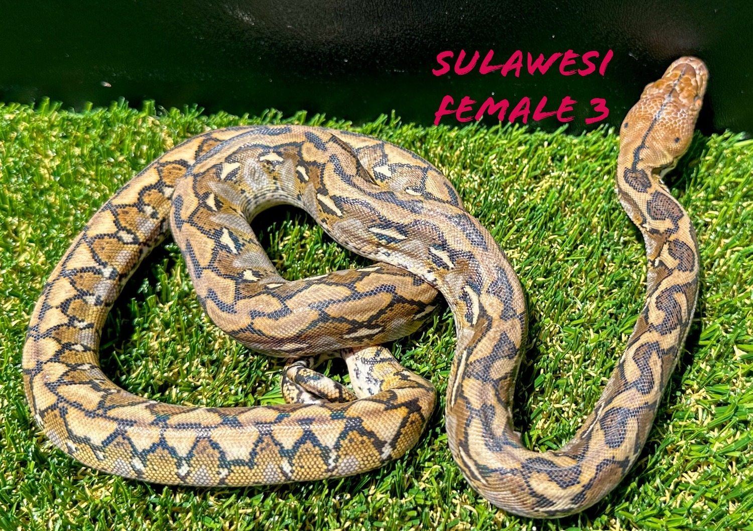 Sulawesi Reticulated Python by WildFire Retics - MorphMarket