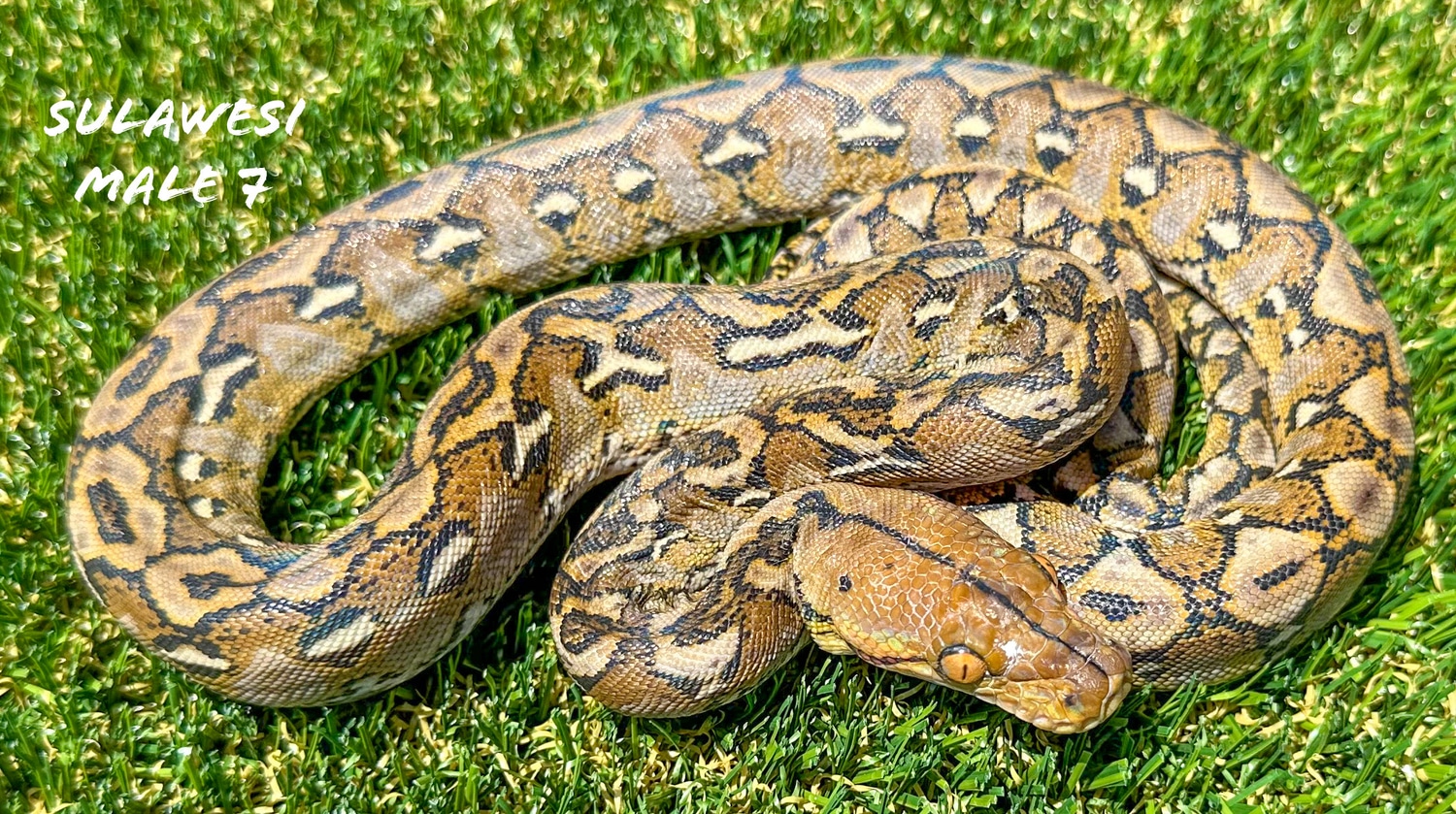 Sulawesi Reticulated Python by WildFire Retics - MorphMarket