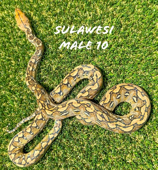 Sulawesi Reticulated Python by WildFire Retics