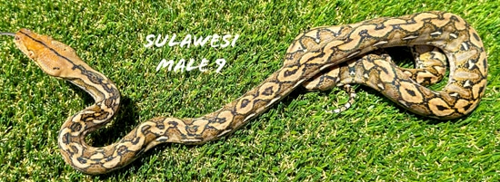 Sulawesi Reticulated Python by WildFire Retics