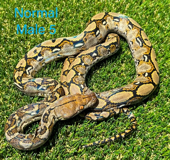 Normal Reticulated Python by WildFire Retics