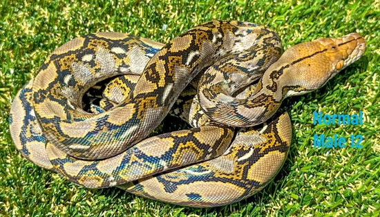 Normal Reticulated Python by WildFire Retics