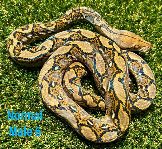 Normal Reticulated Python by WildFire Retics