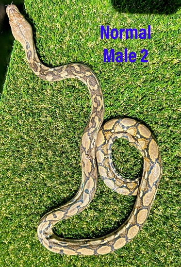 Normal Reticulated Python by WildFire Retics
