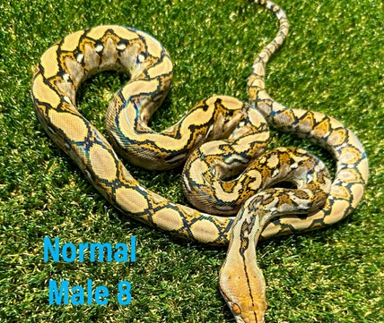 Normal Reticulated Python by WildFire Retics - MorphMarket