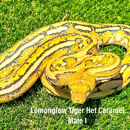 Lemonglow Tiger Het Caramel Reticulated Python by WildFire Retics ...