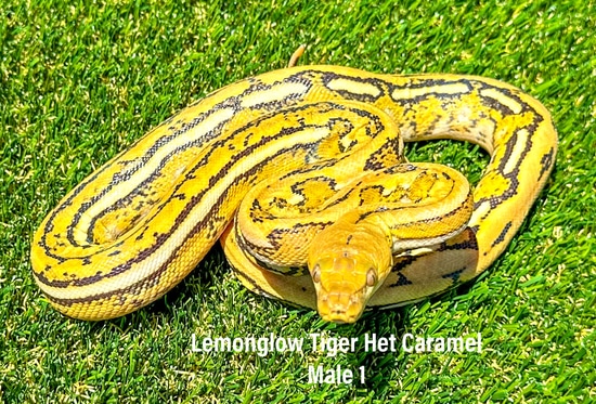 Lemonglow Tiger Het Caramel Reticulated Python by WildFire Retics