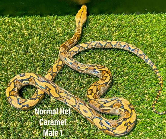Normal Het Caramel Reticulated Python by WildFire Retics