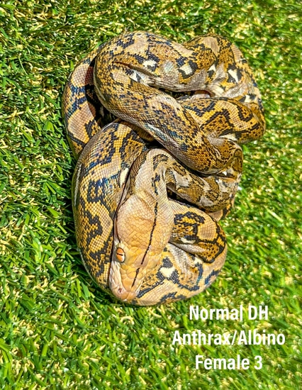 Normal Double Het Anthrax Albino Reticulated Python by WildFire Retics
