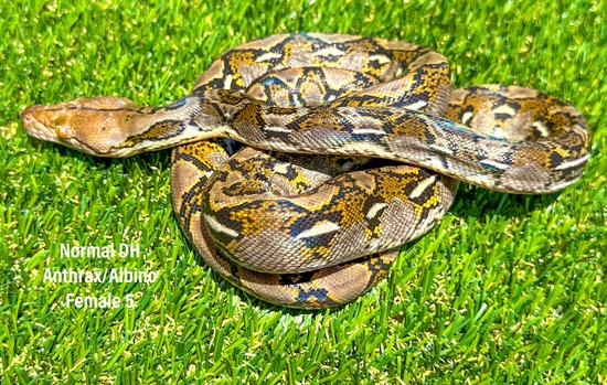 Normal Double Het Albino Anthrax Reticulated Python by WildFire Retics