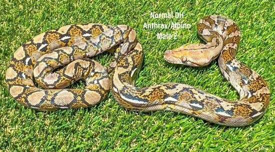 Normal Double Het Albino Anthrax Reticulated Python by WildFire Retics