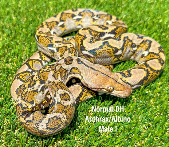 Normal Double Het Albino Anthrax Reticulated Python by WildFire Retics