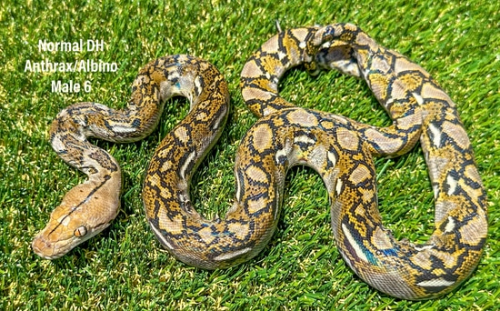Normal Double Het Albino Anthrax Reticulated Python by WildFire Retics