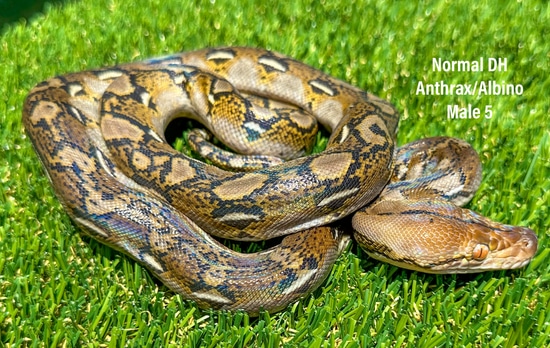 Normal Double Het Albino Anthrax Reticulated Python by WildFire Retics