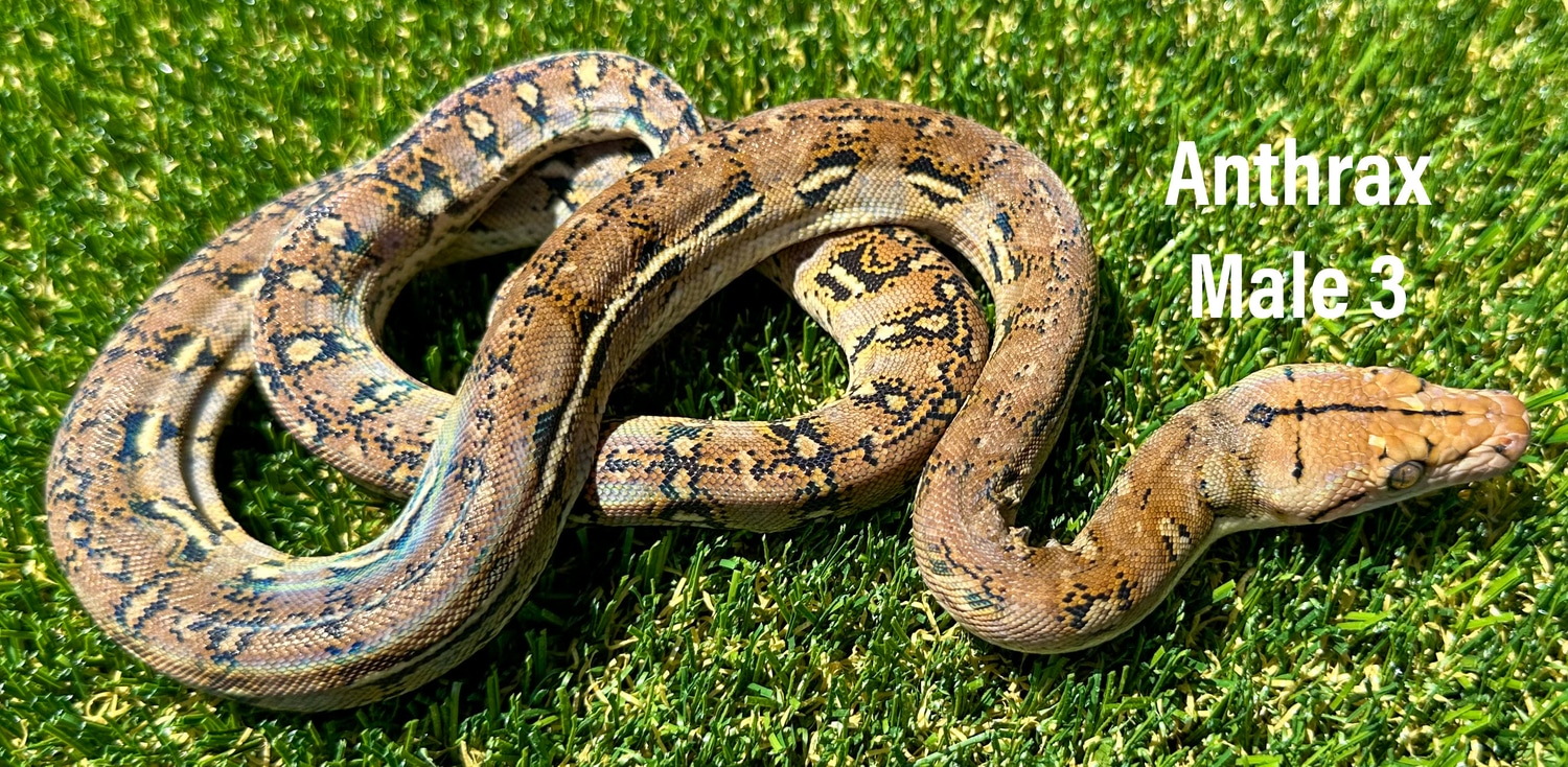 Anthrax Reticulated Python by WildFire Retics - MorphMarket