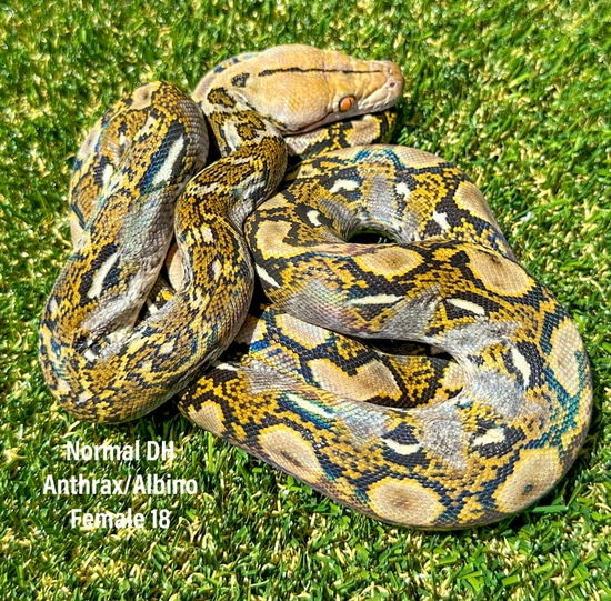Normal Double Het Anthrax/Albino Reticulated Python by WildFire Retics