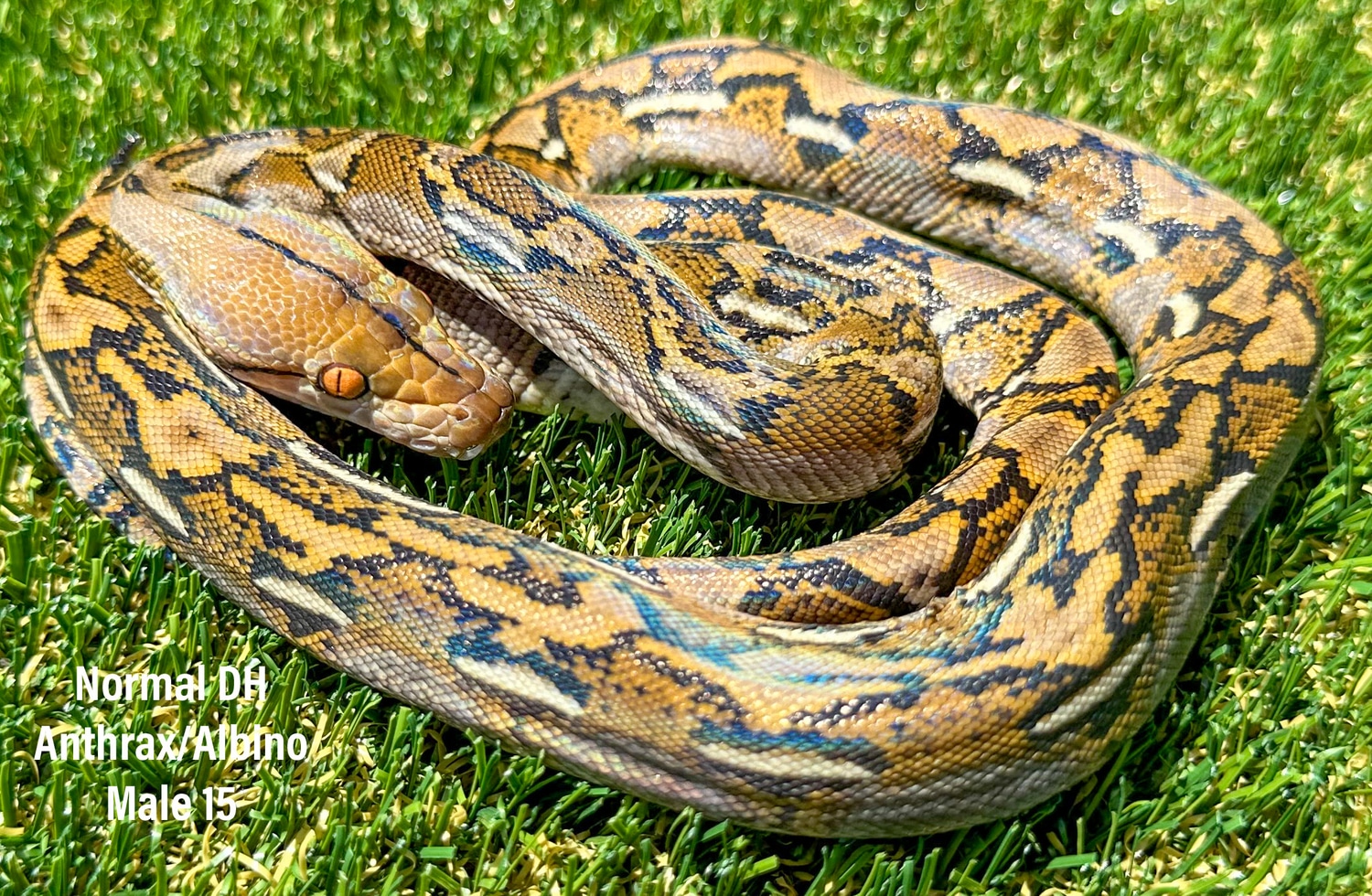Normal Double Het Anthrax/Albino Reticulated Python by WildFire Retics ...