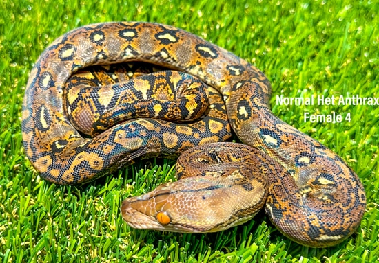 Normal Het Anthrax Reticulated Python by WildFire Retics