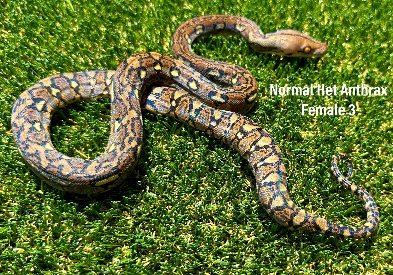 Normal Het Anthrax Reticulated Python by WildFire Retics - MorphMarket