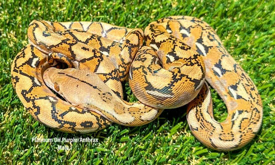Platinum Double Het Purple/Anthrax Reticulated Python by WildFire Retics