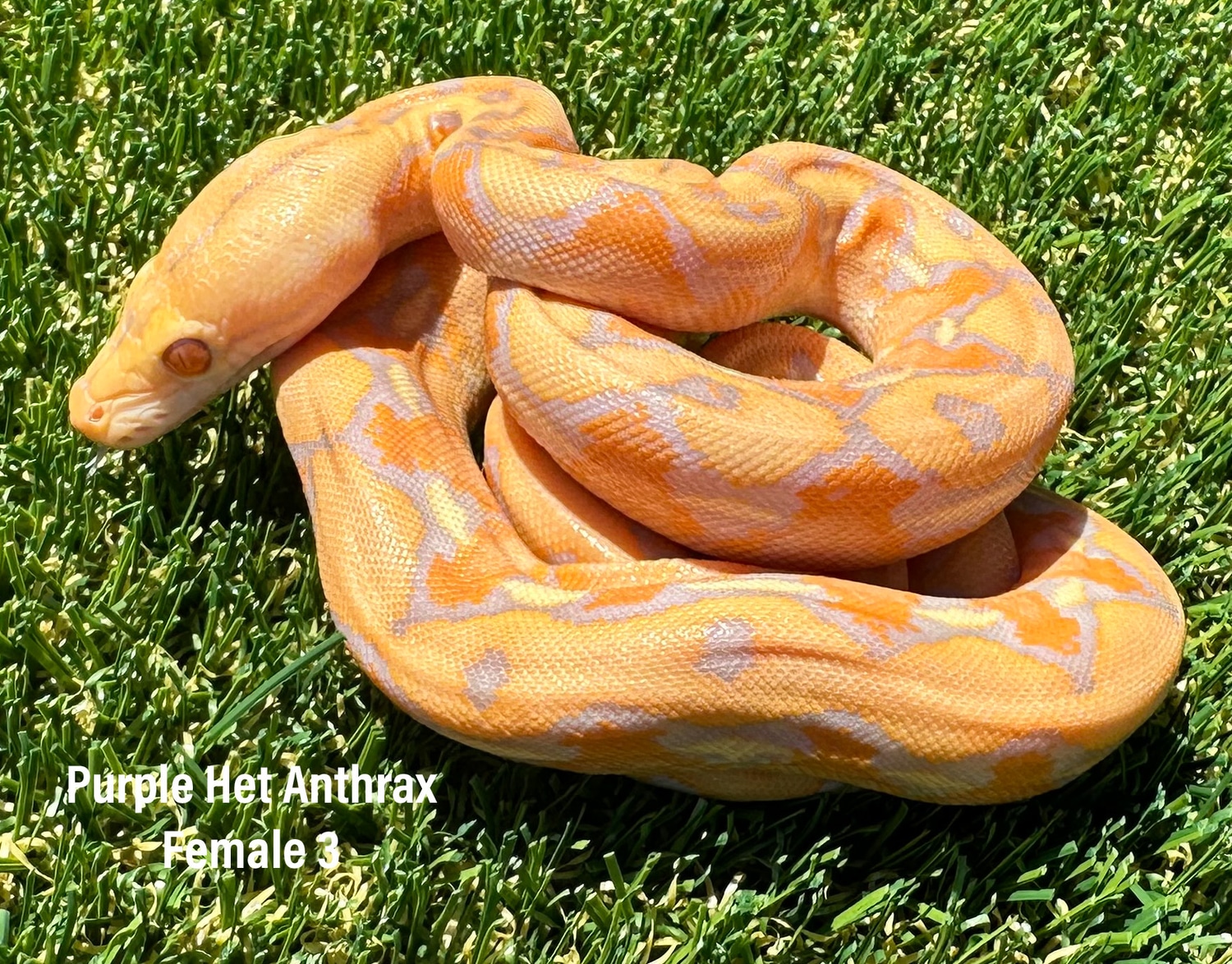 Purple Het Anthrax Reticulated Python by WildFire Retics - MorphMarket