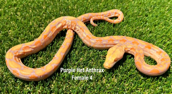Purple Het Anthrax Reticulated Python by WildFire Retics